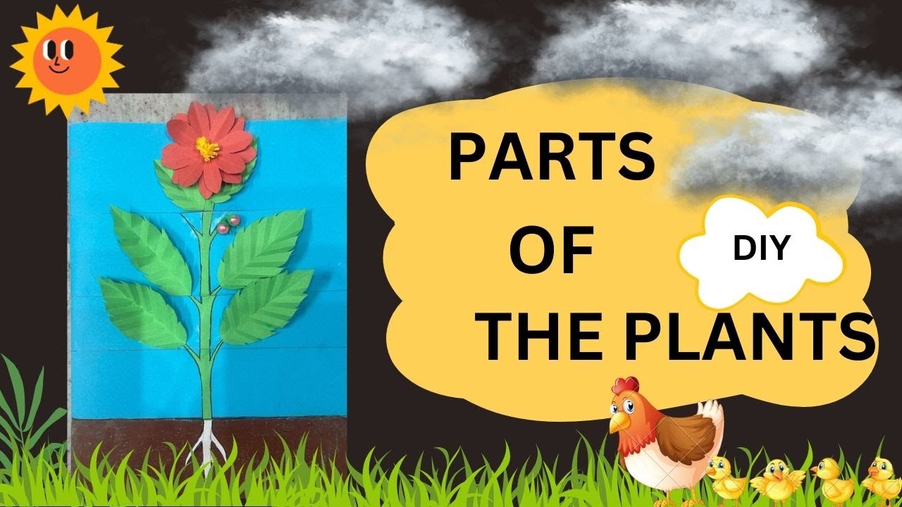 Parts of the plant TLM|creative model on parts of plant|science model ...