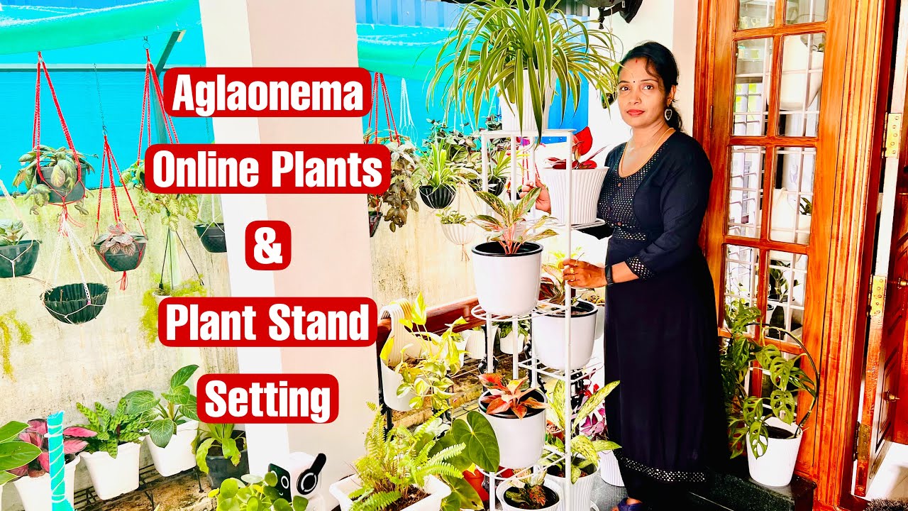 Aglaonema Plants I Online Plant Purchase | Amazon Plant Stand | Achu’s ...