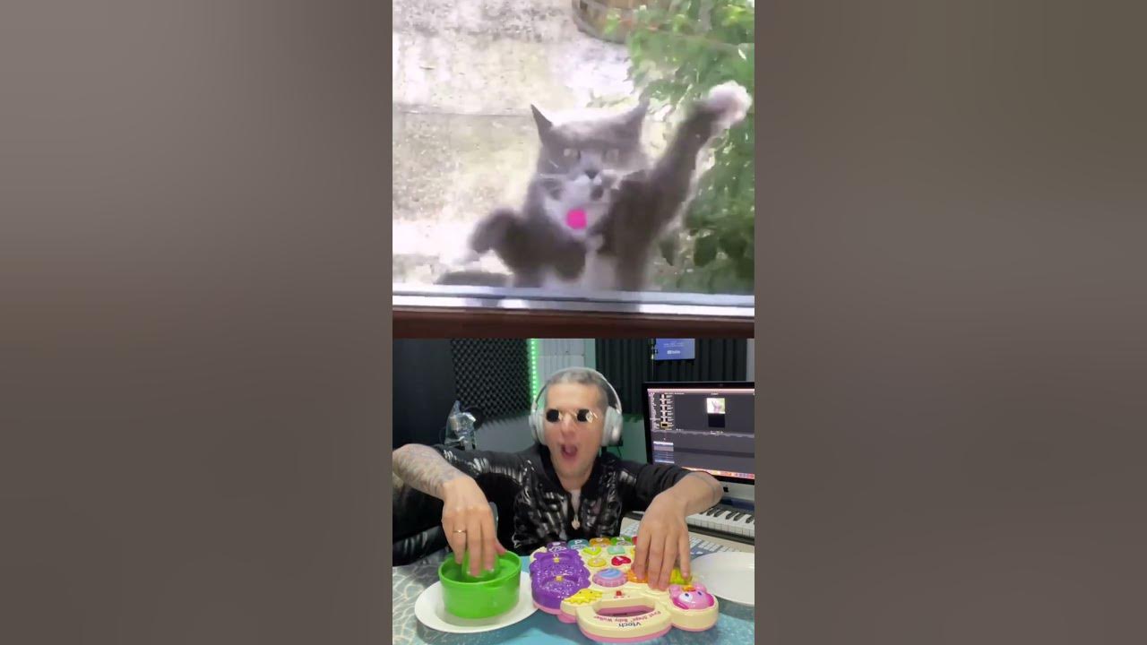 Cat Dance Bemax Sugarcrash Remix Youtube
