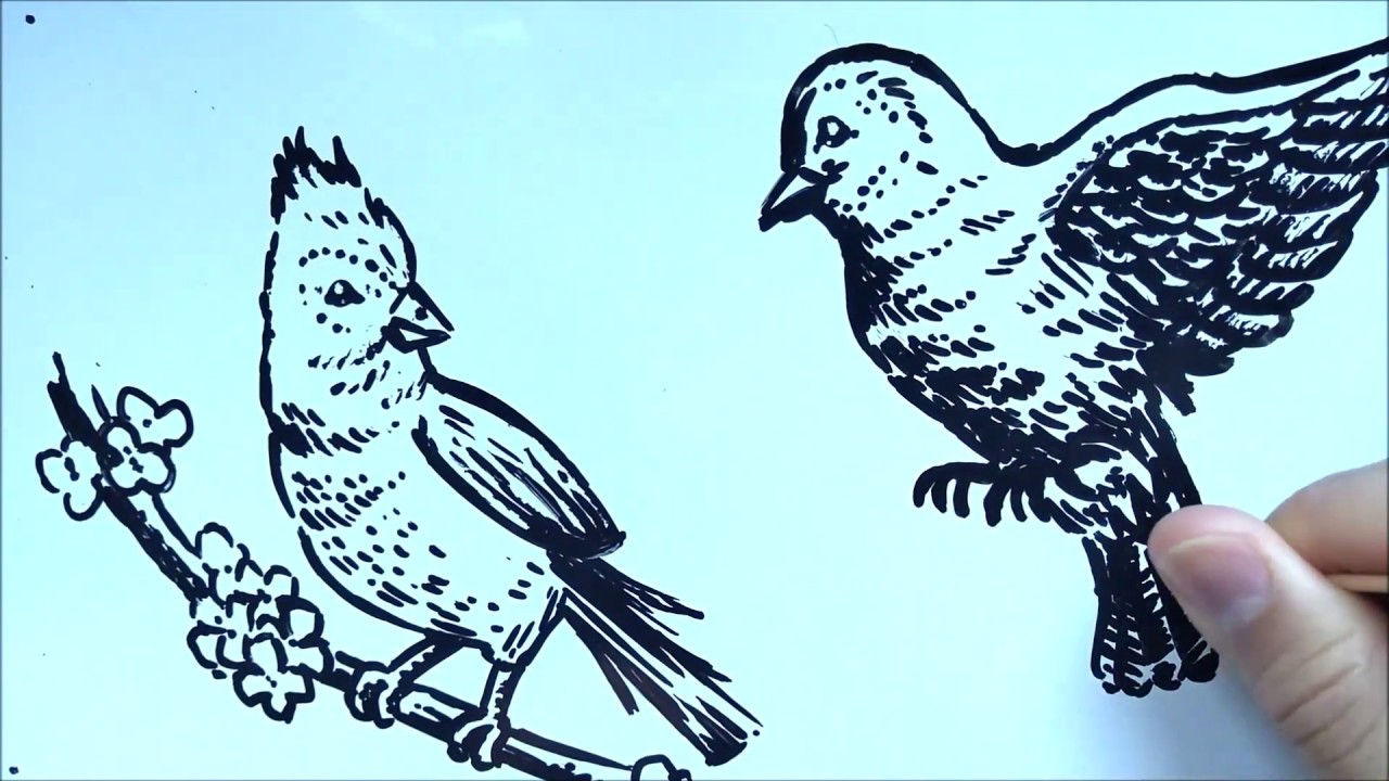 Birds - Speed Art - YouTube