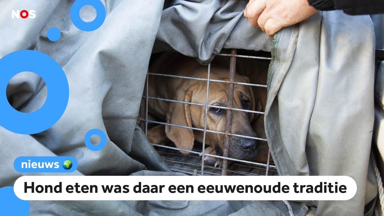 Zuid-Korea maakt hondenvlees verboden - YouTube
