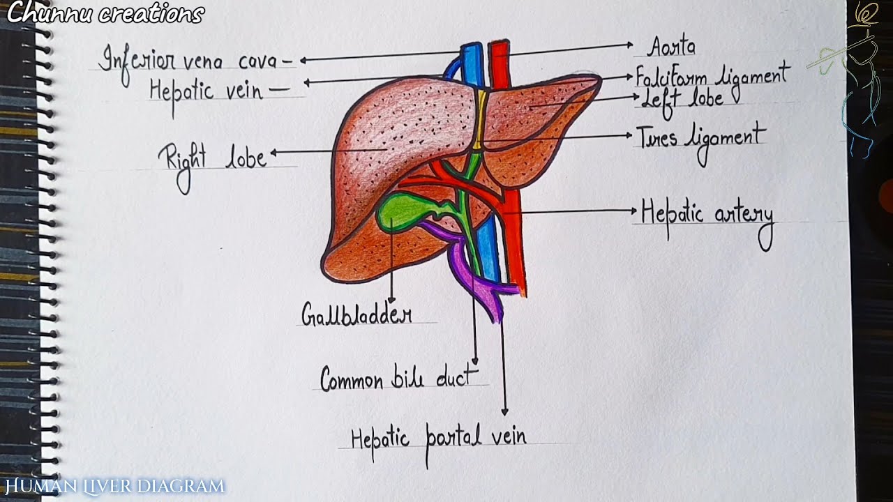 Structure of human Liver Diagram | Liver drawing | how to draw human ...