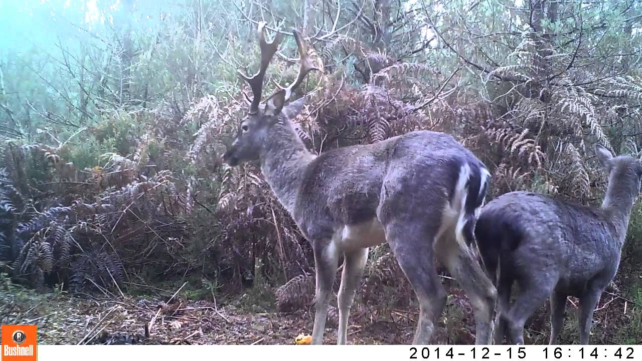 Big and Small Fallow Deer on Trail Camera - YouTube