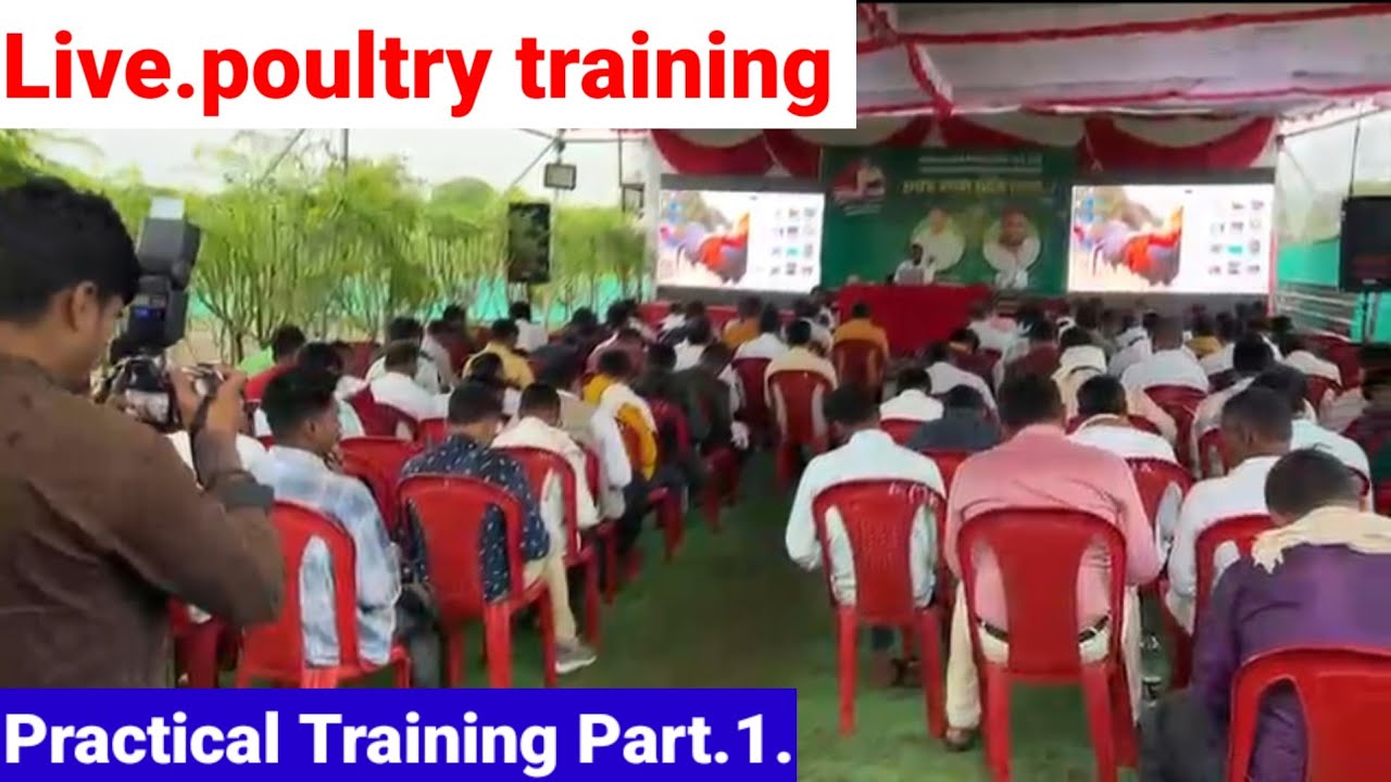 practical desi poultry Training part.1 // desi murgi farming training ...