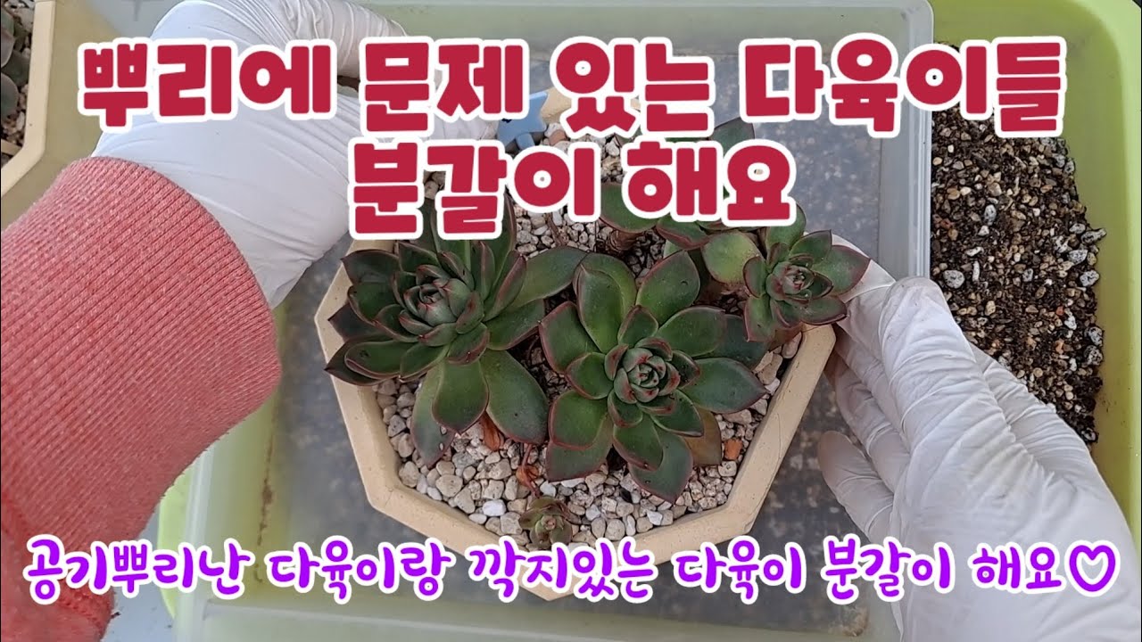 뿌리에 문제 있는 다육이들 분갈이 해요 공기뿌리난 다육이랑 물반응 안하는 다육이는 분갈이 해봐요 깍지때문에 물반응 안했나
