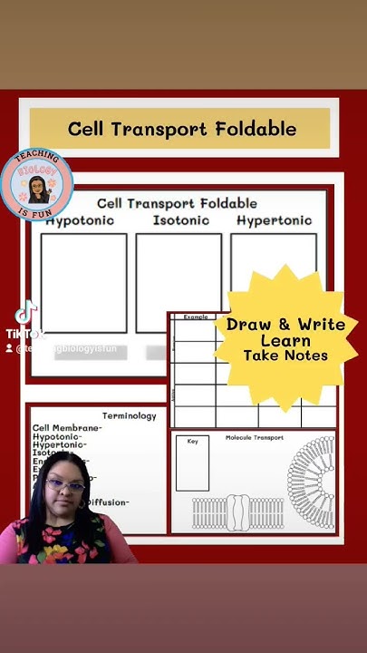 Cell transport foldable #celltransport #cellmembrane #biology # ...