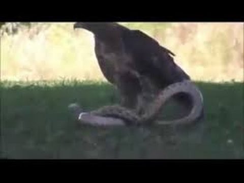 King Cobra Vs Eagle Attack Best Animals 2015 !!! Amazing Animals Attack ...