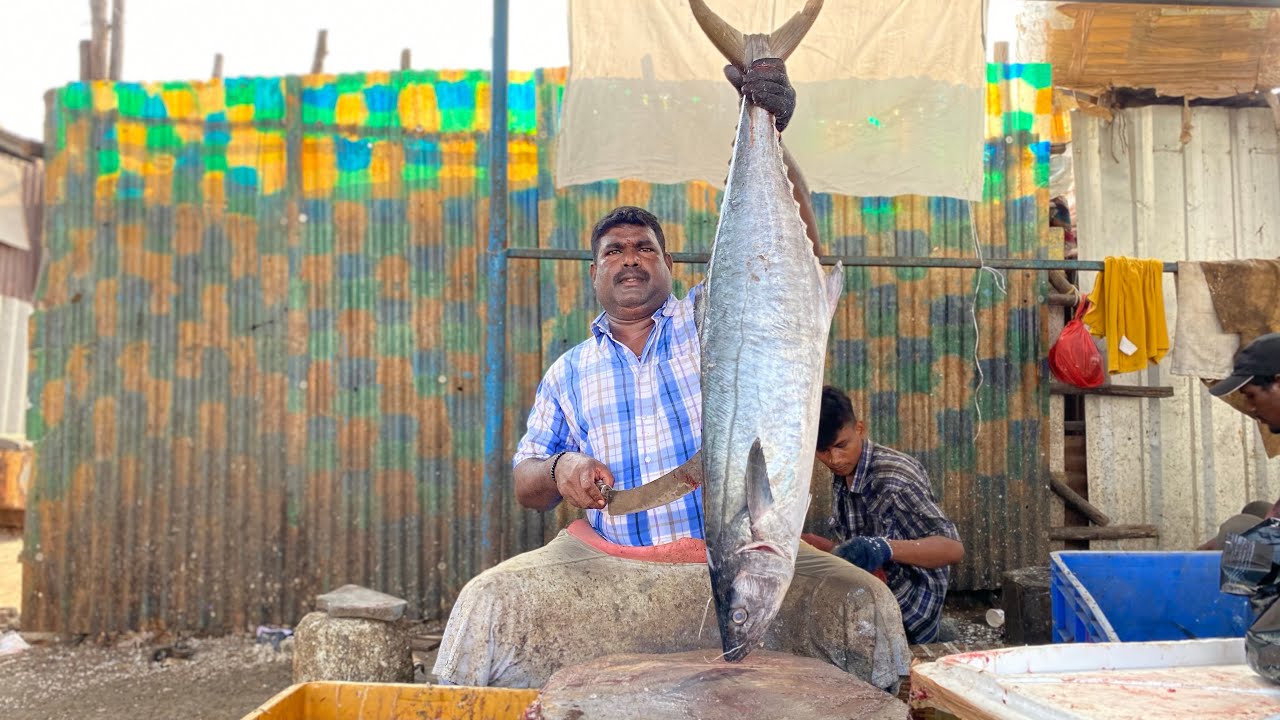 Biggest 15 Kg King Fish Cutting🔪Kasimedu Minnal Raja🔪KF FISH CUTS - YouTube