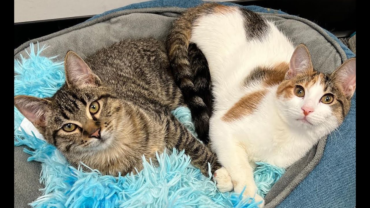 Cute Wobbly Kitten Siblings Are Searching For A Forever Home Where They ...