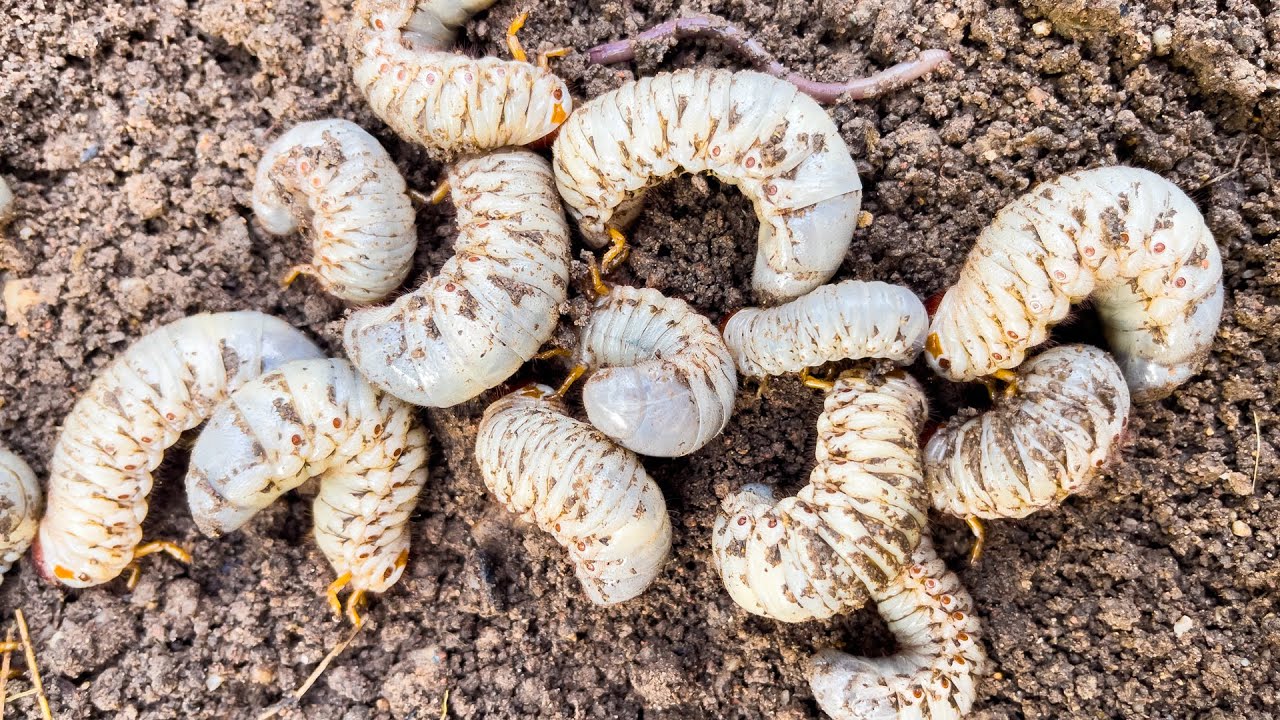 😳Incredible Catching Giant Worms, Millipedes, Insect hunting - YouTube