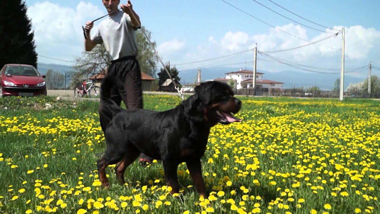 Hogan Adam's Rott & Crazy Diamond Nadia - YouTube