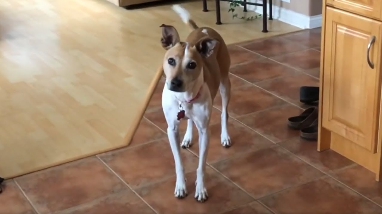 Dog's expression proves her guilty of stealing treats - YouTube