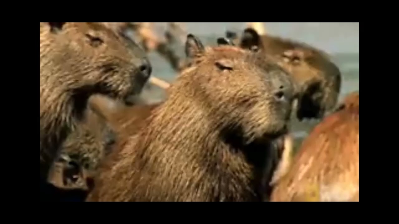 capybara song chill for 2 minutes - YouTube