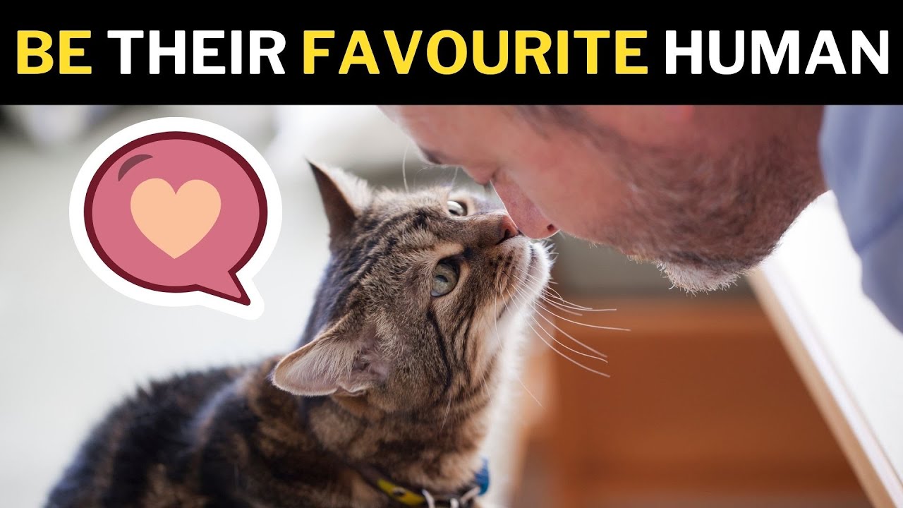 How Cats Select Their Favorite Human Companion? - YouTube