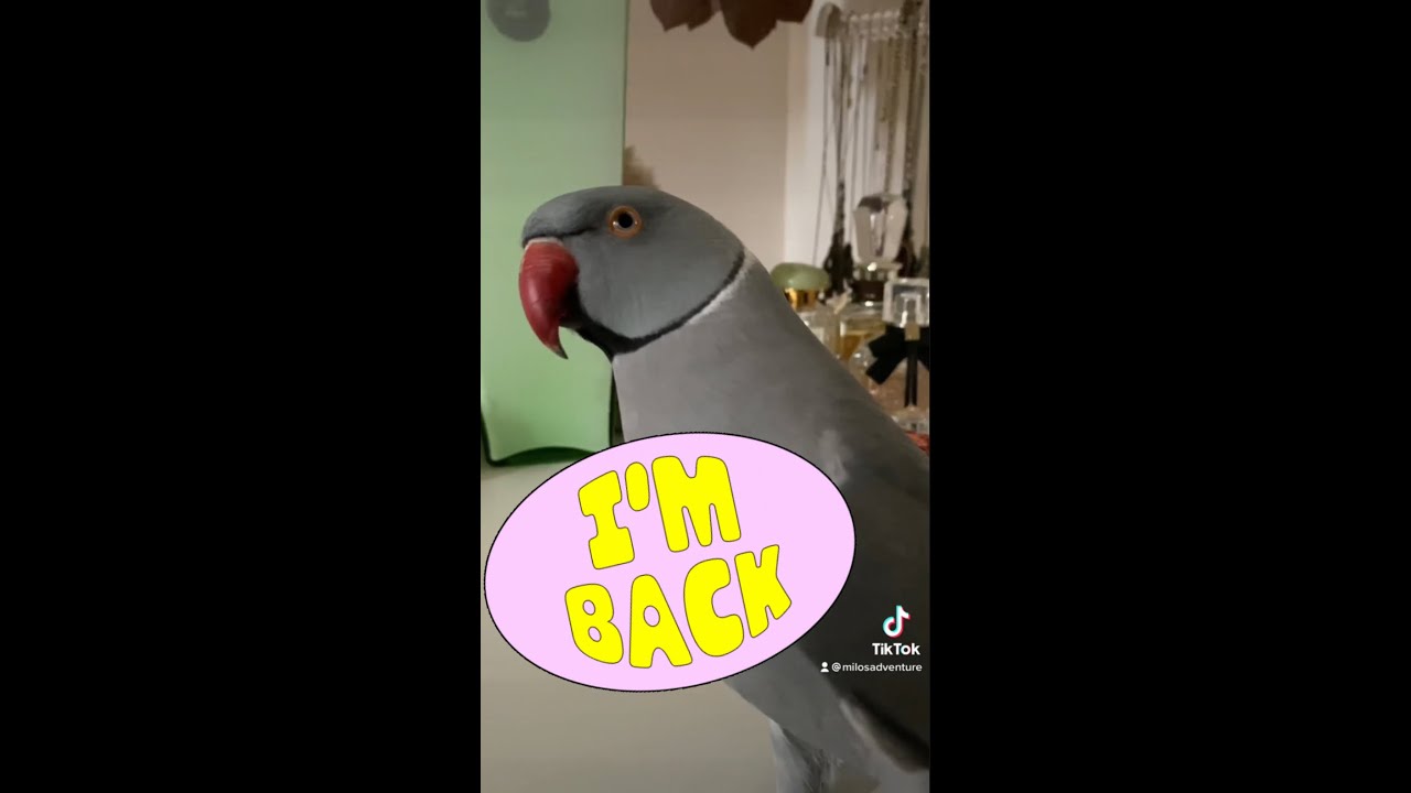 CUTE PARROT COMPILATION VIDEOS - YouTube