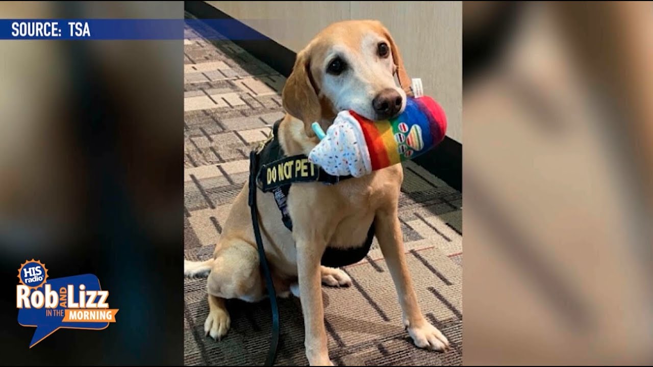 Cutest TSA Dog Ever - YouTube