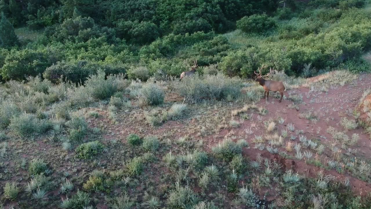 Dji Spark and Elk - YouTube