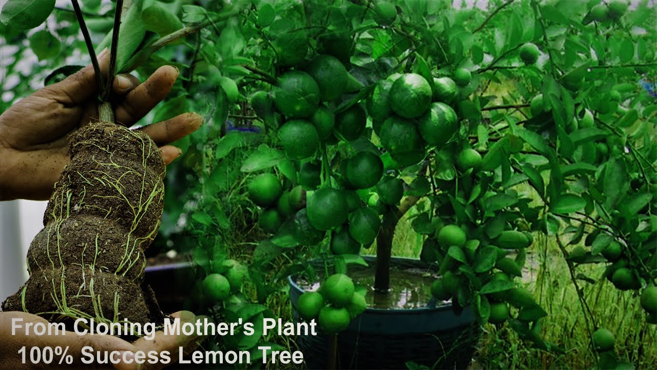From Cloning Mother's Plant 100 Success Lemon Tree - YouTube