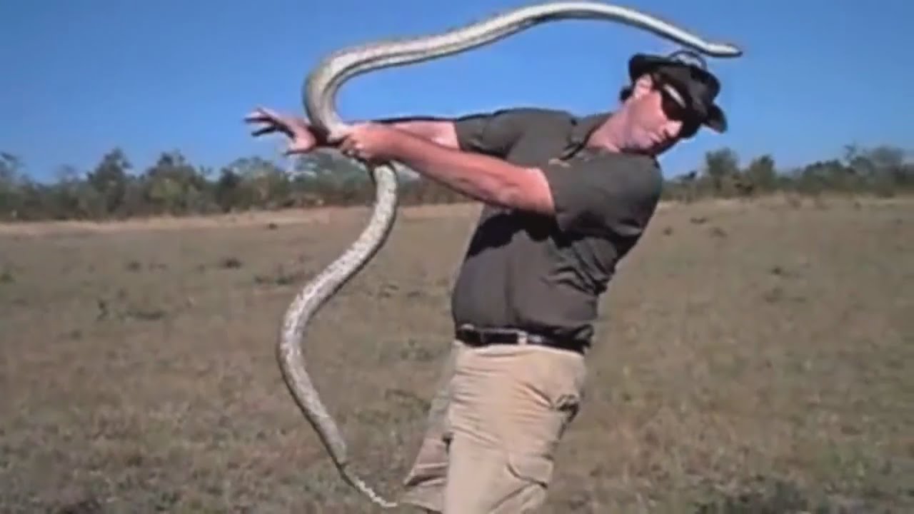 Agresión animal 21 - Ataque de animales en vivo. - YouTube