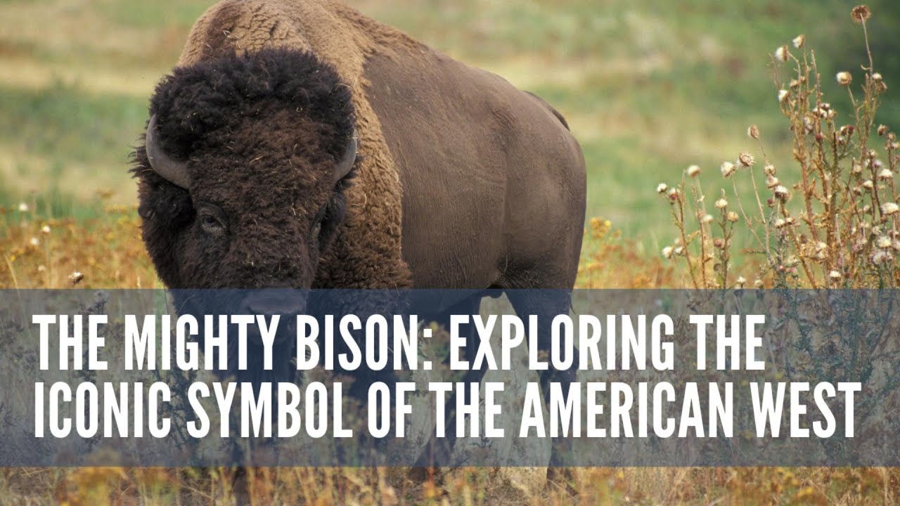 The Mighty Bison Exploring The Iconic Symbol Of The American West - YouTube
