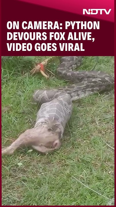 Jharkhand News | On Camera: Python Devours Fox Alive, Leaving People In ...