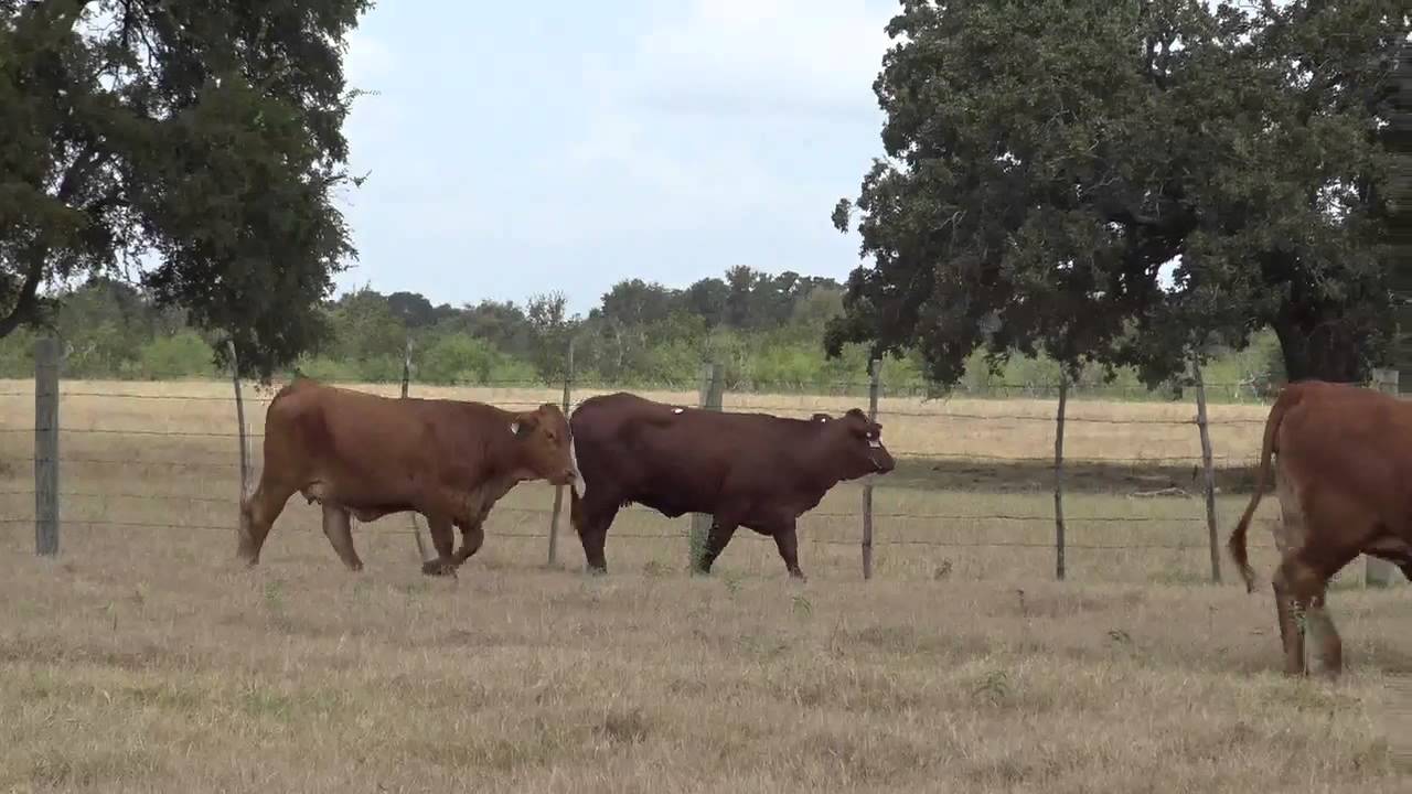 Beefmaster/Beefmaster Cross Bred Heifers - YouTube
