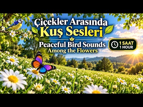 1 Saat Çiçekler Arasında Kuş Sesleri | Bird Sounds in a Flower Meadow 1 Hour