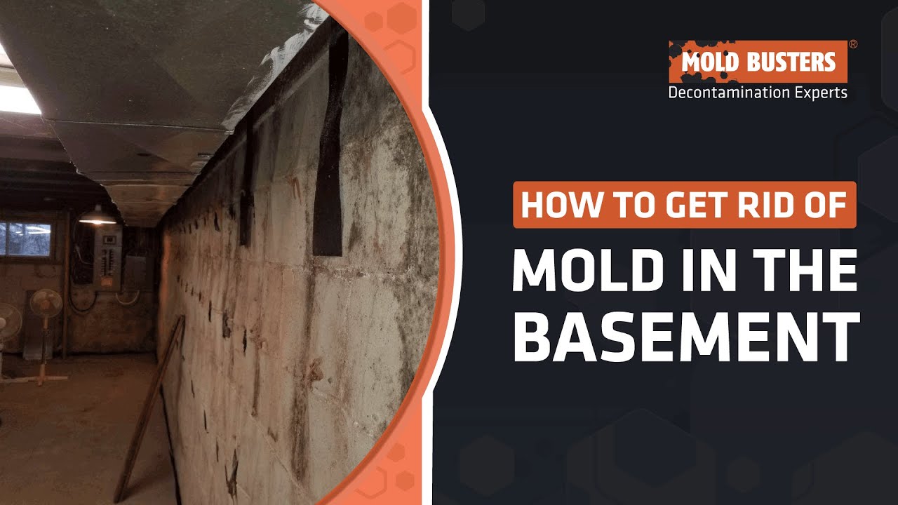 How to Get Rid of Mold in the Basement - Mold Busters - YouTube
