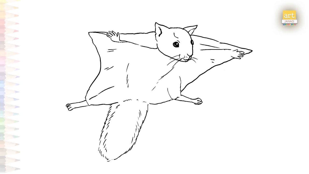 Sugar glider drawing 01 | Outline drawing tutorial | How to draw A ...