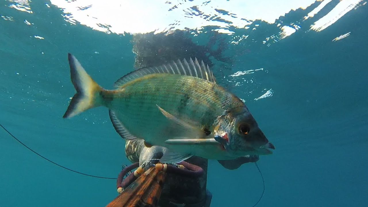 Una scopata subacquea - YouTube