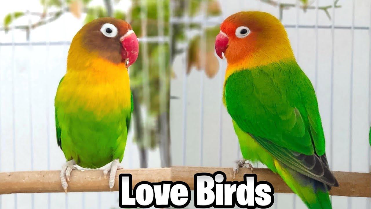 Beautiful Fischer Lovebirds 🥰 Love birds | Bird Egg | Birds Sounds ...