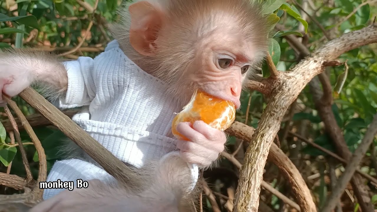 baby monkey has breakfast with oranges - YouTube