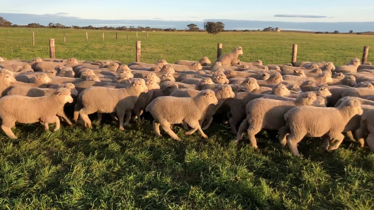 Egel Partners First cross Lambs - YouTube