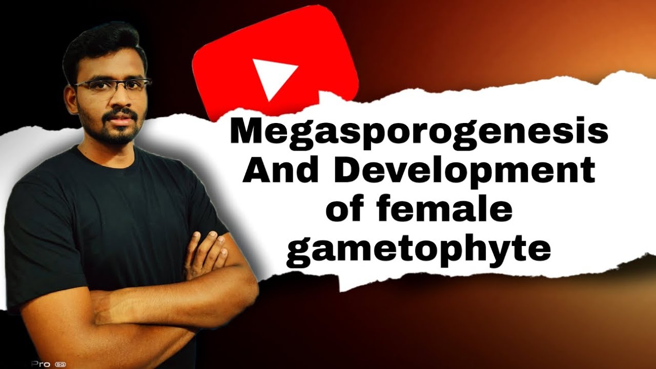 Megasporogenesis and Development of female gametophyte || Reproduction || State Board ...