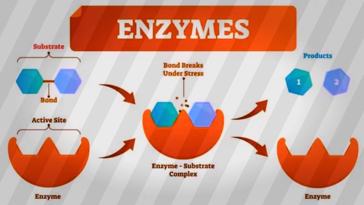 Enzymes #introduction #composition #location || Zeerak's Biology - YouTube