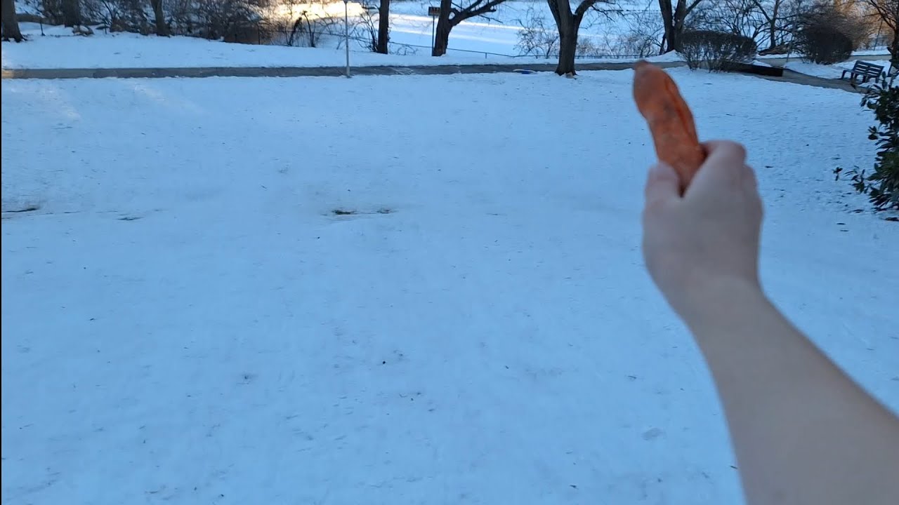 Throwing a carrot 2 - YouTube