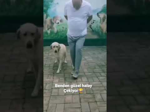 Halay Çeken Köpek 😀