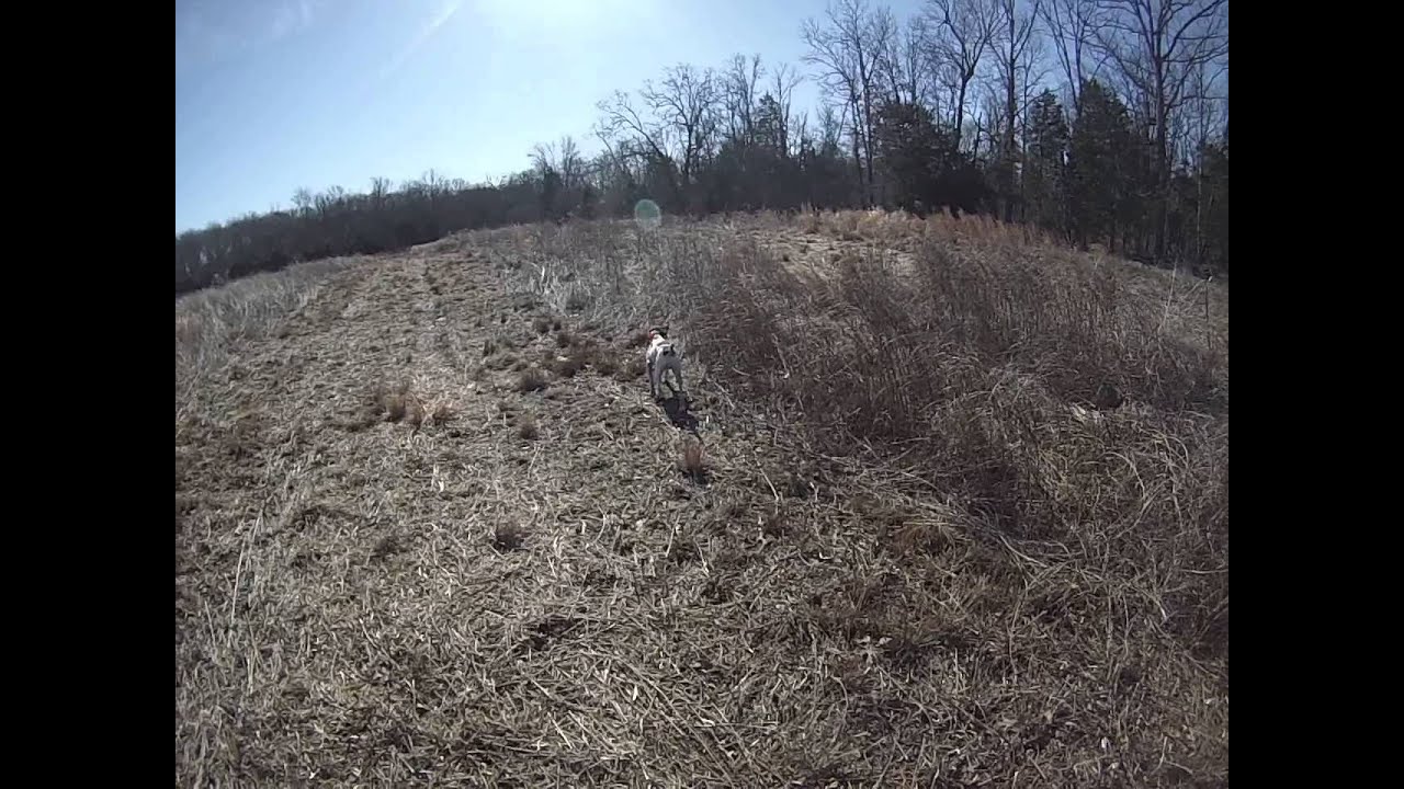 Quail Hunting Dogs Working In Kentucky - YouTube