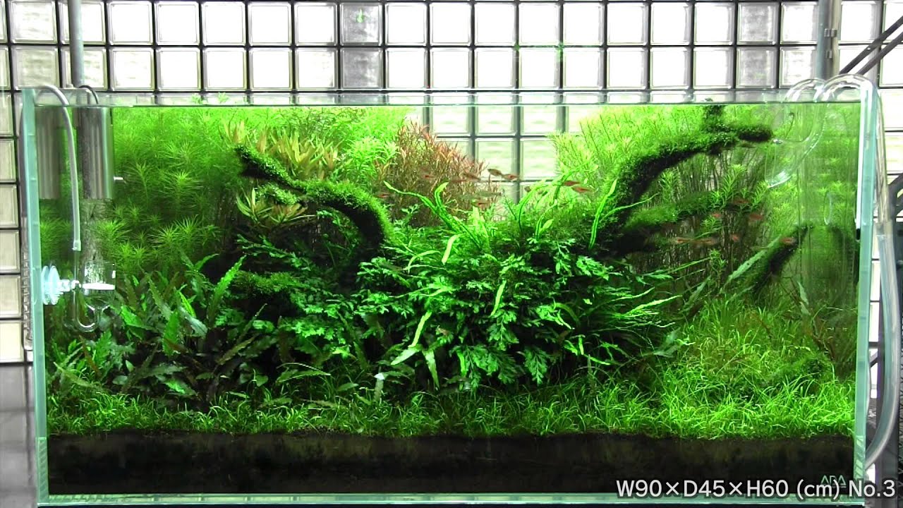 [ADA view 338] Follow-up video of NA Gallery aquariums. - YouTube