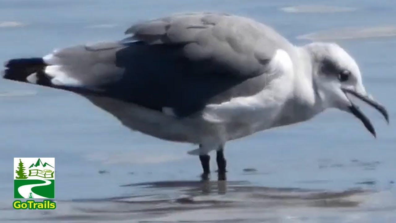Laughing gull call sound, preening, bathing | Bird - YouTube