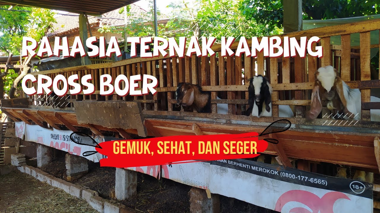 TERNAK KAMBING CROSS BOER | DARI KANDANG SEDERHANA TERDAPAT KAMBING ...
