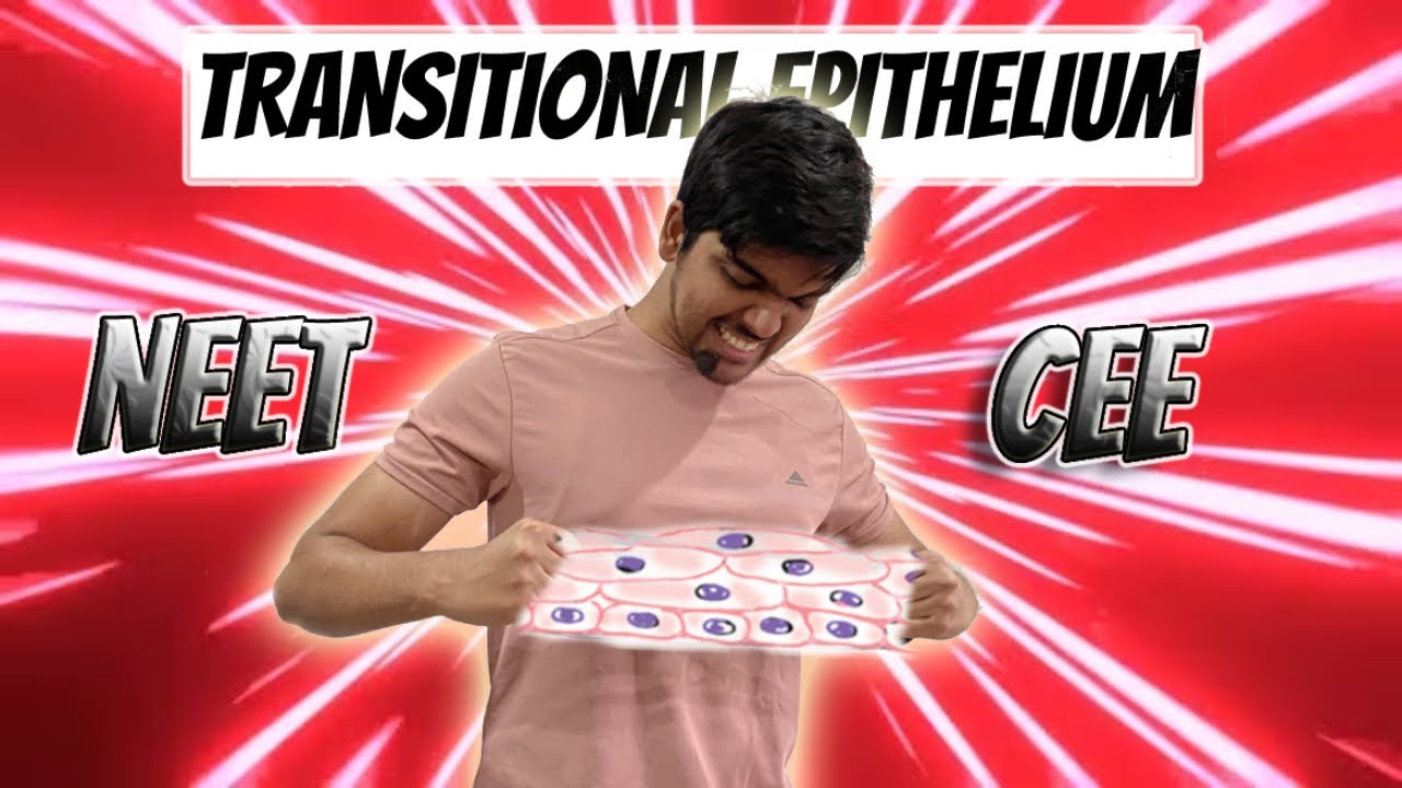 Animal Tissue - Transitional Epithelium (NEET/CEE) VIDEO 10 - YouTube