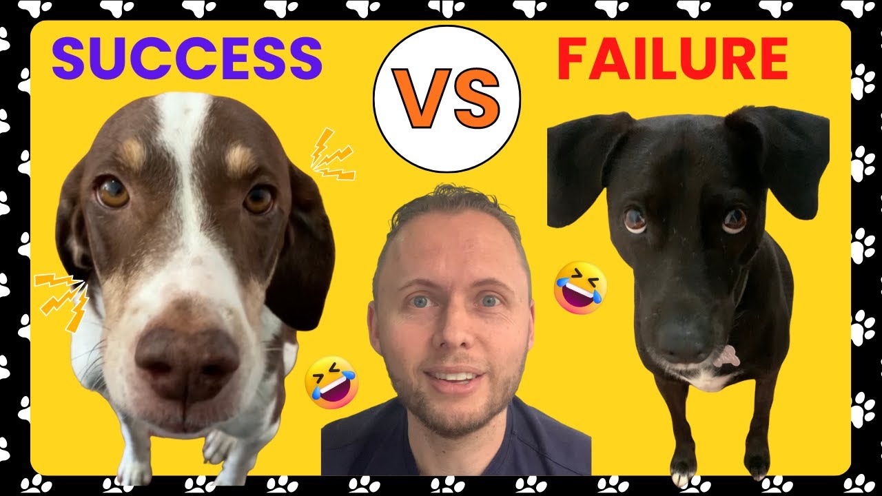 Dog Obedience TRAINING and TRICKS You Can Teach Your Dog! (Funny ...