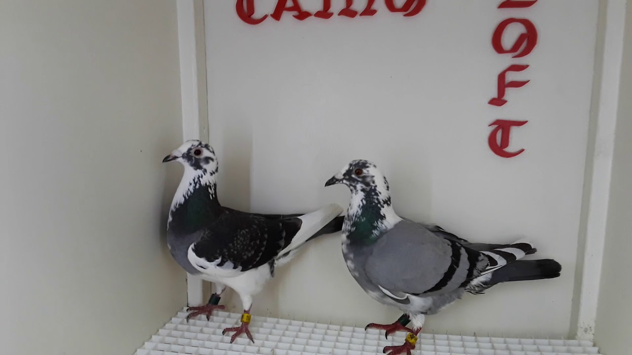 Racing Homers (Splash dark checker hen and Splash blue bar Cock.) - YouTube