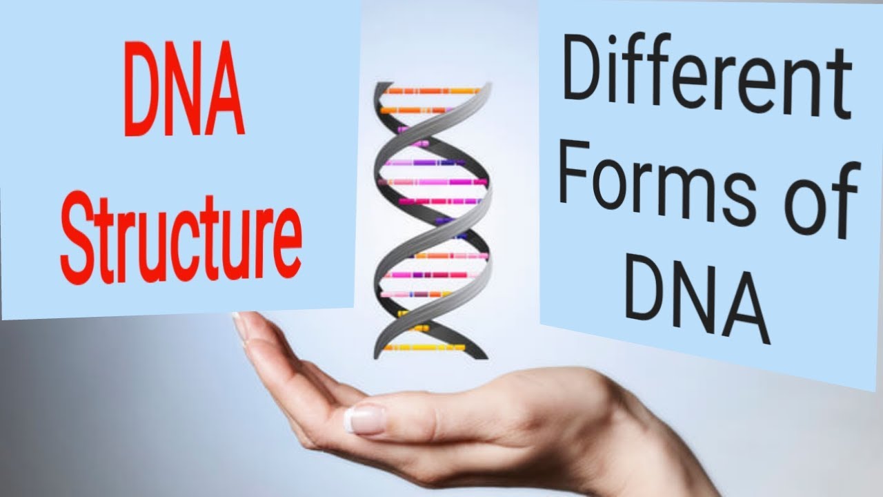 DNA Structure|Different Forms Of DNA|DNA History - YouTube