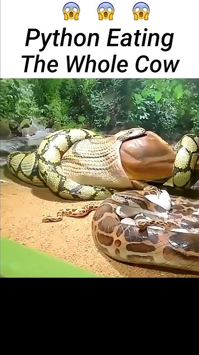 Worlds Biggest Python😱😱shorts Youtubeshorts Viralshorts Youtube