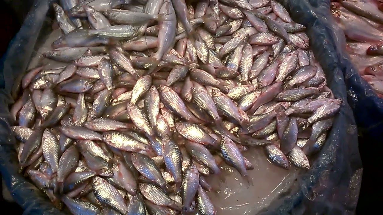 #bd #live fish show fish market#fish cutting_videos | Bangladeshi Fish ...