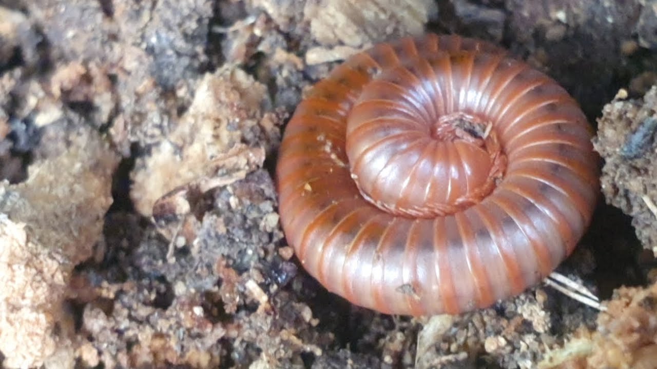 Explore insect in the rotten wood, found so many insect inside the wood ...