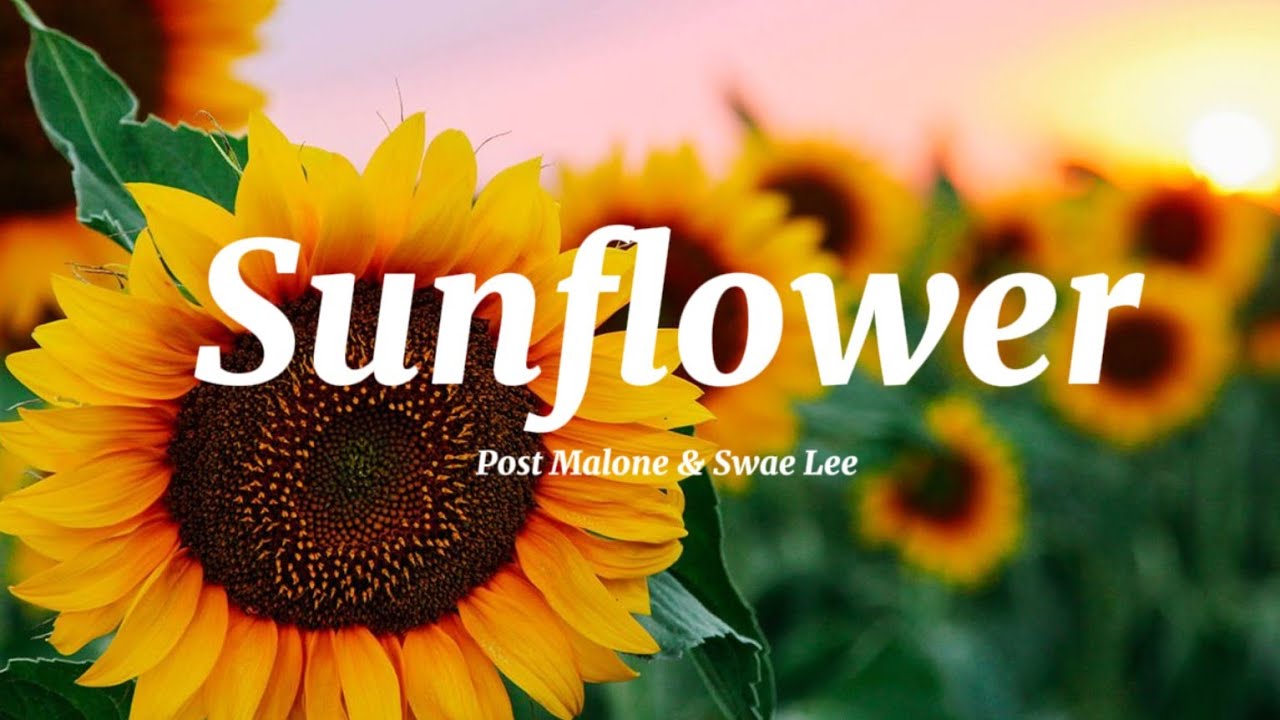 Sunflower by Post Malone and Swae Lee lyrics - YouTube