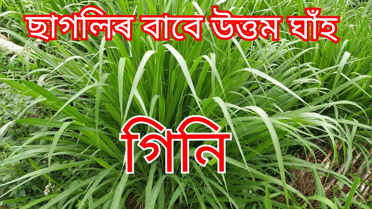 গিনি ঘাঁহ কেতিয়া ৰুৱ লাগে? Gini Grass for goat 8638035590 - YouTube